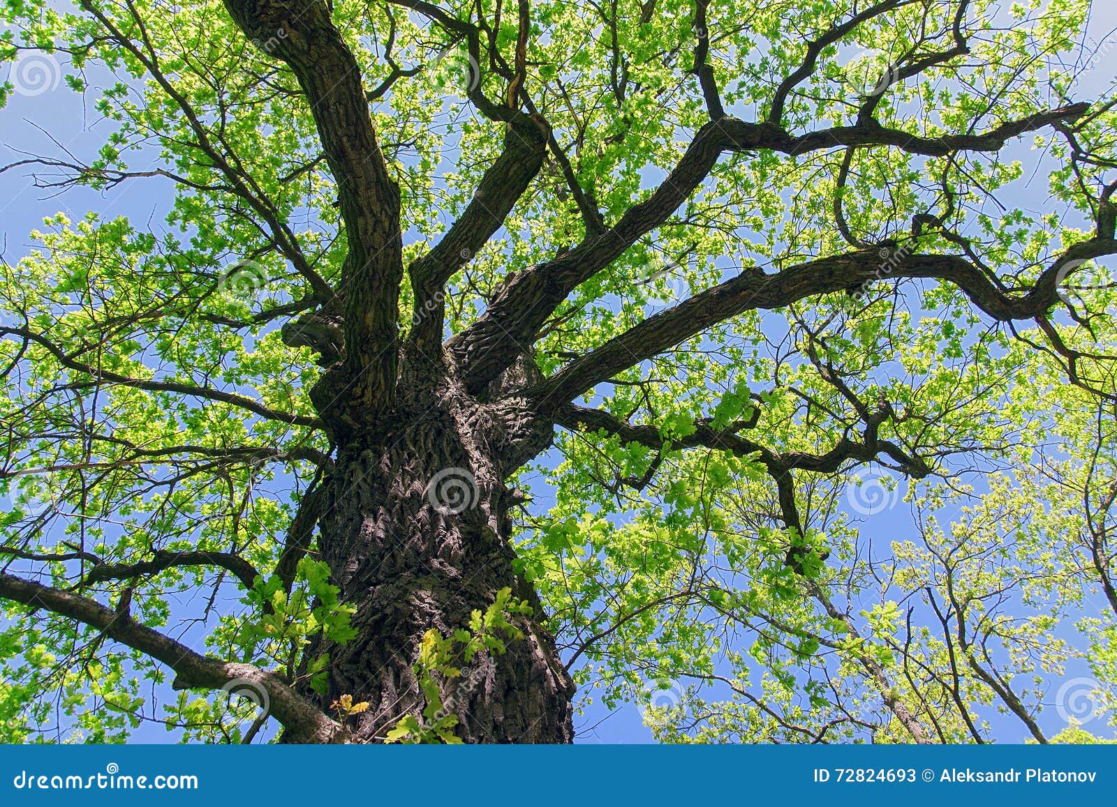 The Oak Tree in the Rays of the Sun Stock Image - Image of lung, forest ...