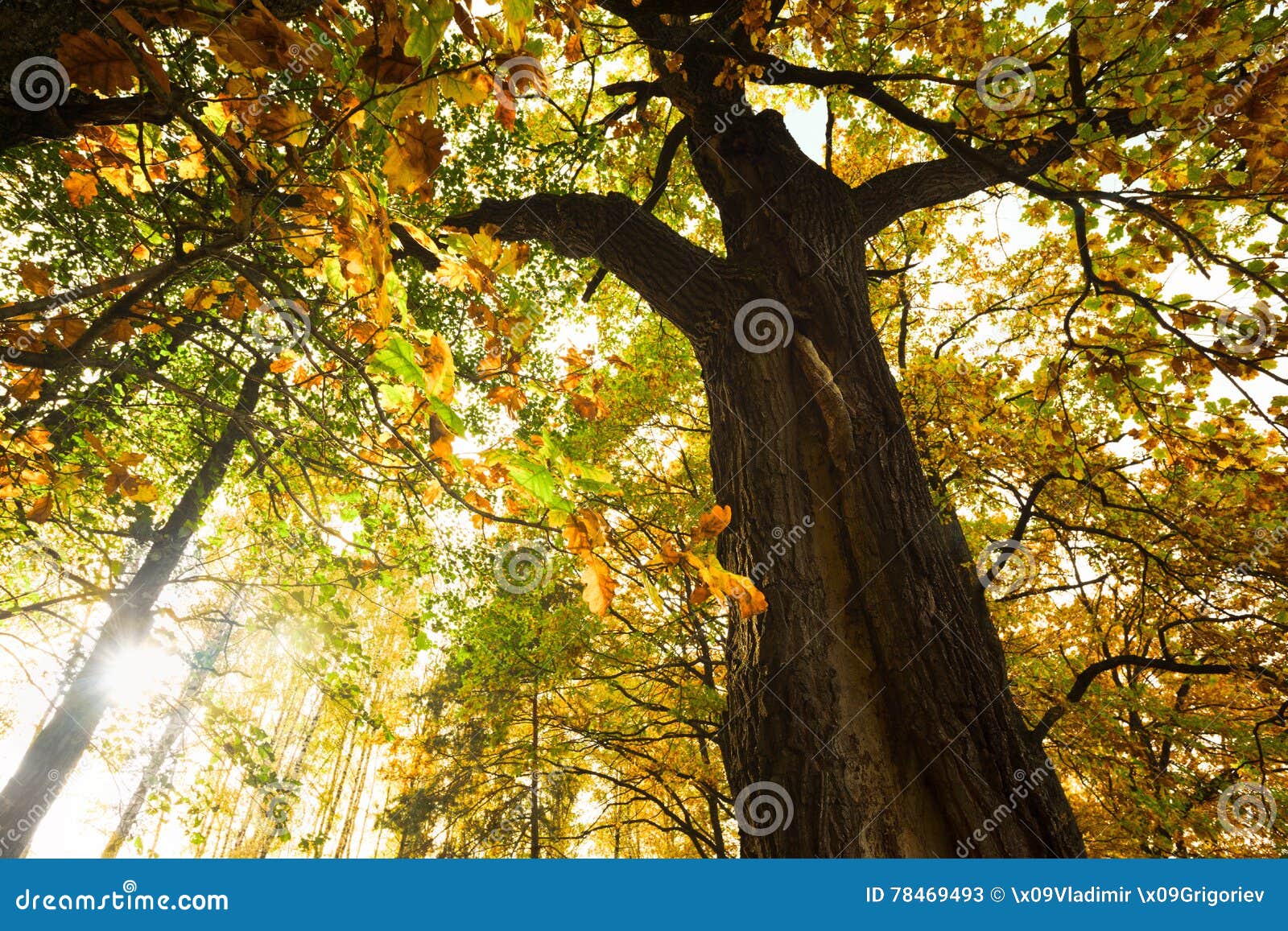 The Oak Tree in the Rays of the Sun Stock Image - Image of vitality ...