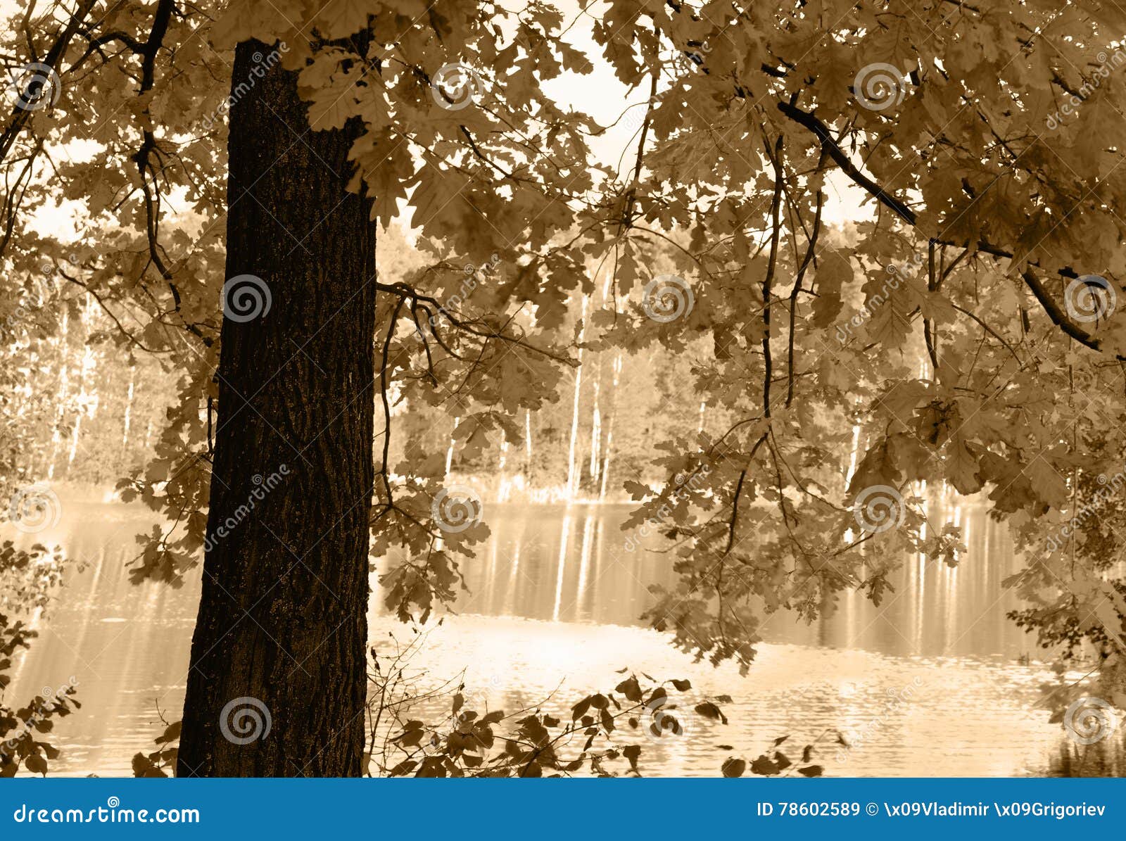 The Oak Tree in the Rays of the Sun Stock Image - Image of outdoors ...