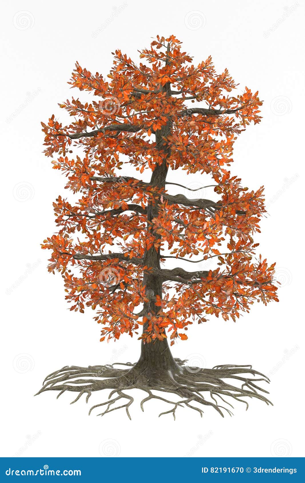 Oak tree stock illustration. Illustration of leaf, forest - 82191670