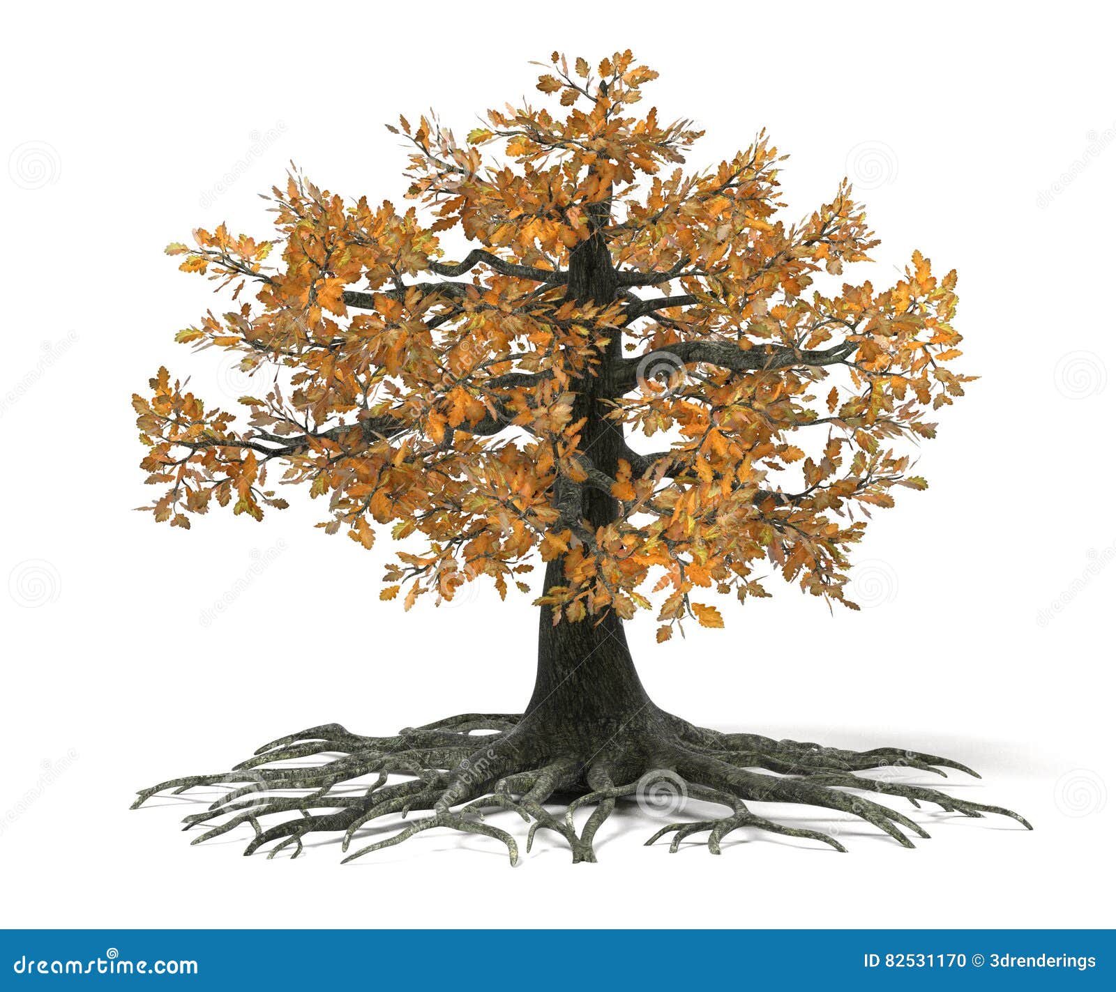 Oak tree stock illustration. Illustration of pedunculate - 82531170