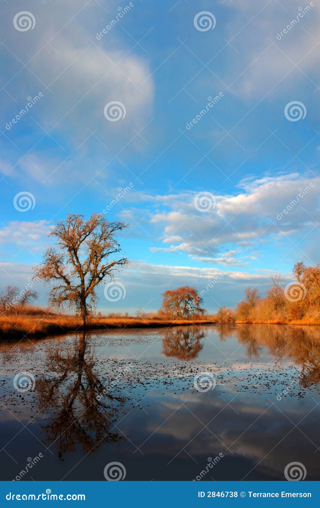 Oak Tree Reflection stock photo. Image of america, pond - 2846738