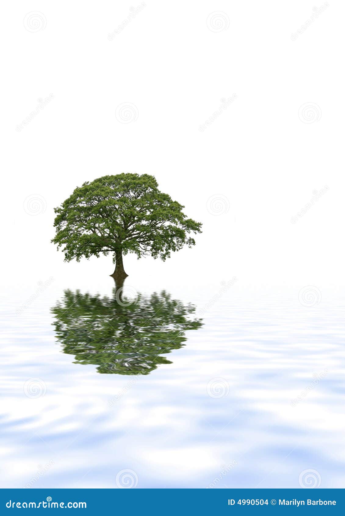 Oak Tree Reflection stock photo. Image of space, wavy - 4990504