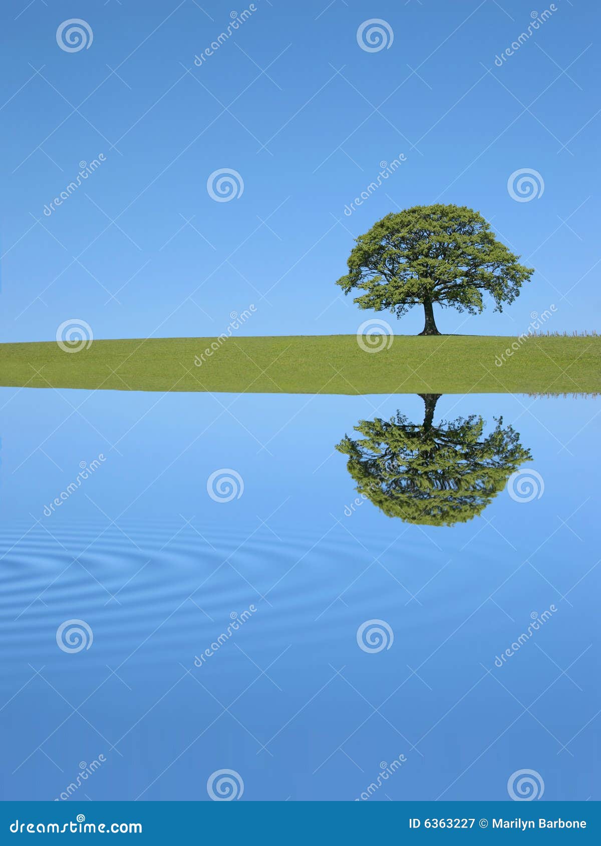 Oak Tree Reflection stock image. Image of oaks, grass - 6363227