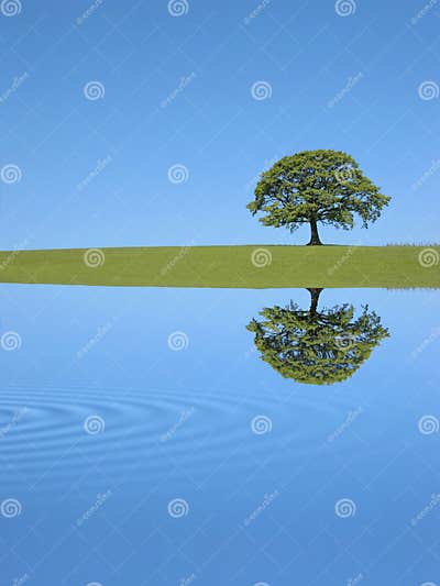 Oak Tree Reflection stock image. Image of oaks, grass - 6363227