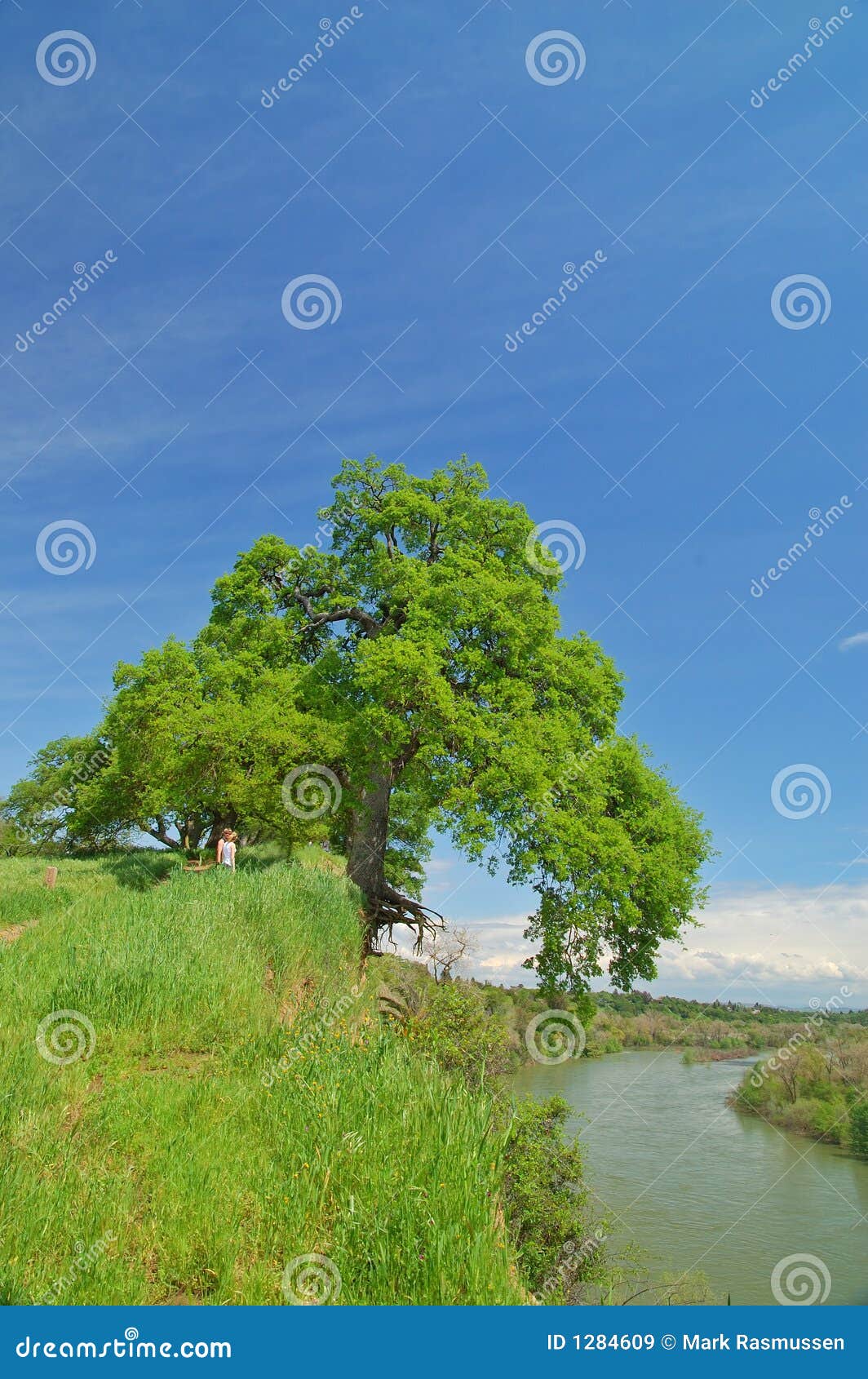 Oak tree and river stock image. Image of rural, spring - 1284609
