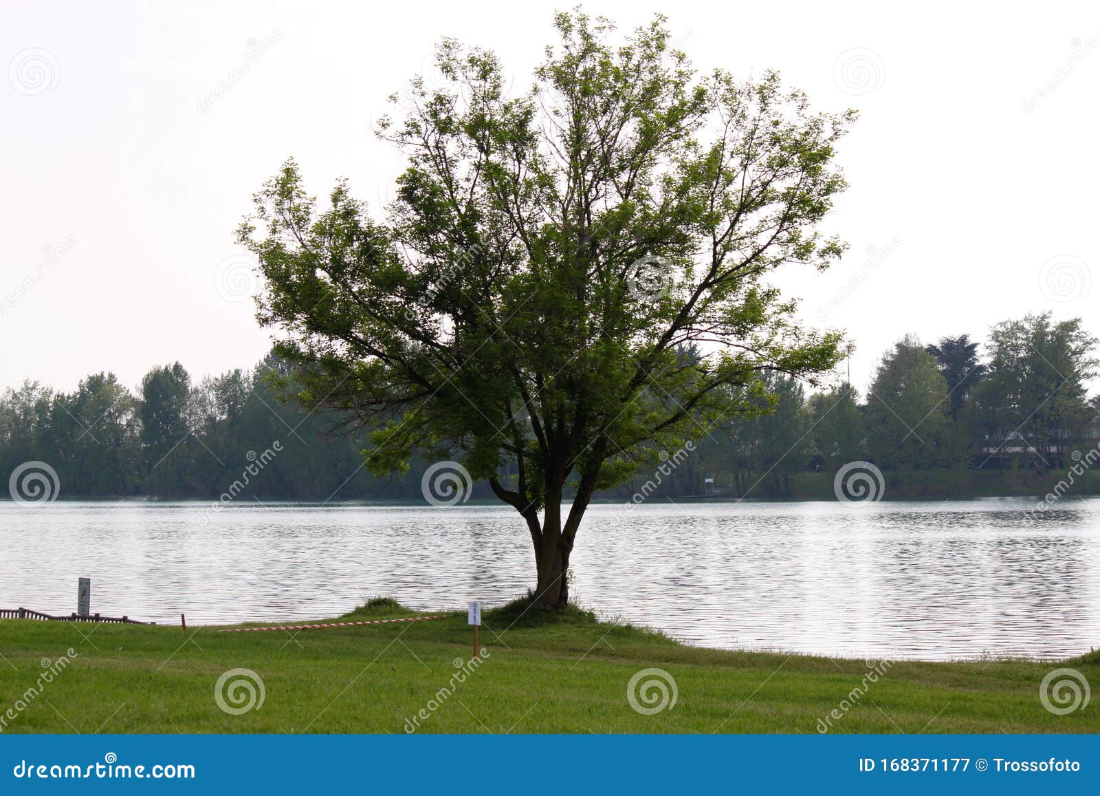 Oak tree stock image. Image of nature, spring, lake - 168371177