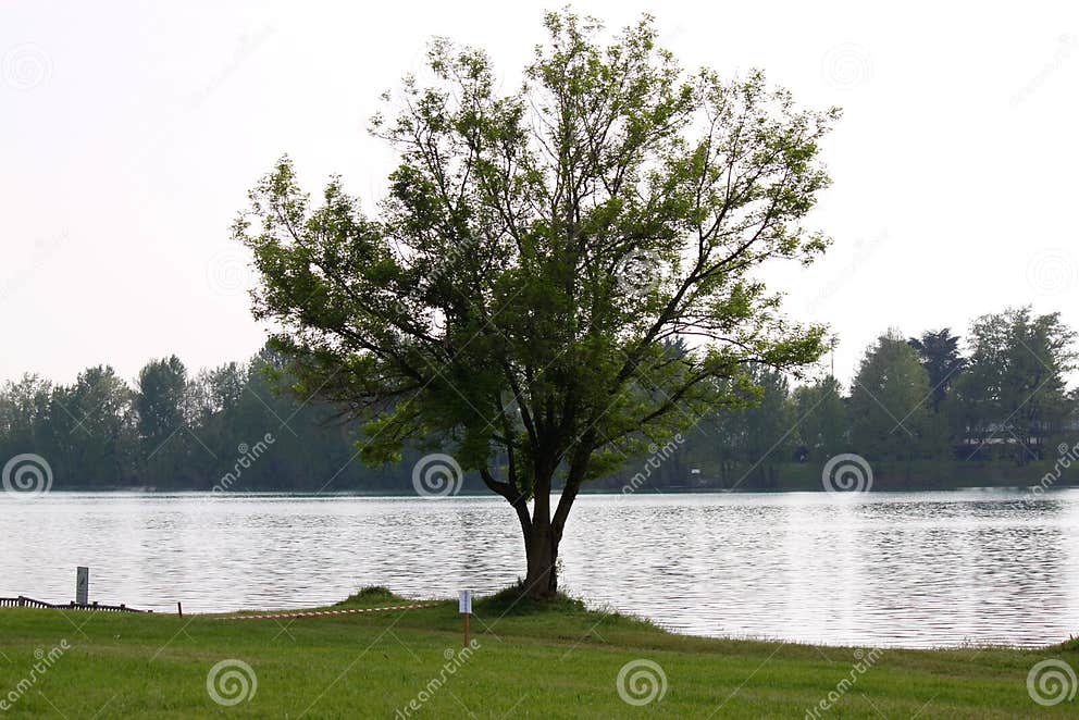 Oak tree stock image. Image of nature, spring, lake - 168371177