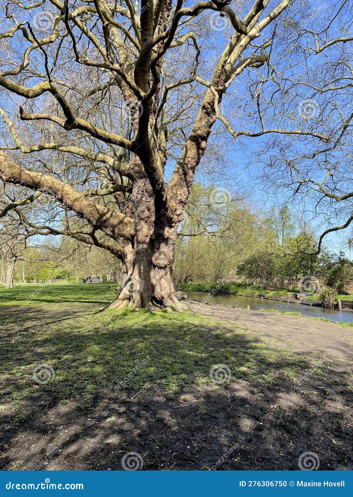 Oak Tree and River in Spring Stock Photo - Image of deciduous ...