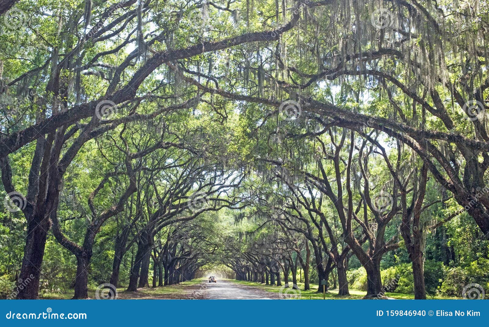 Oak tree road stock photo. Image of landscape, trees - 159846940