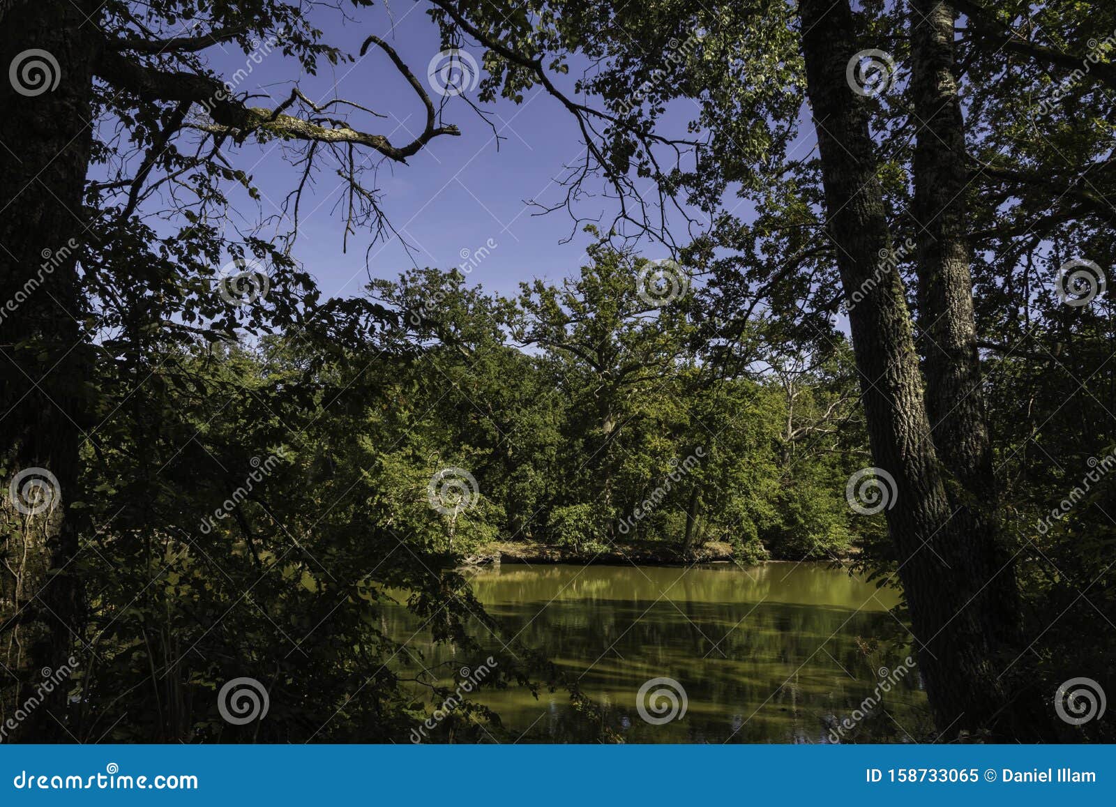 Oak Tree beside a Road and a Pond Stock Image - Image of paradise ...