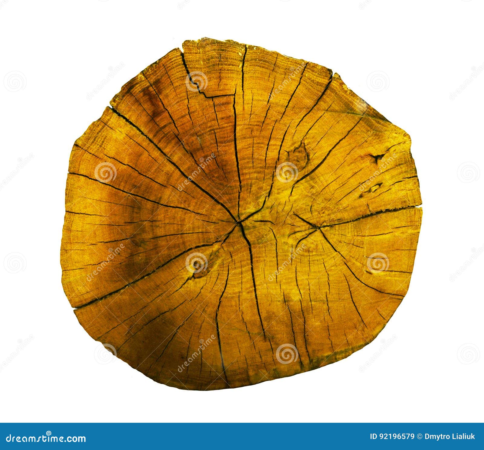 Oak Tree, Round Cut Logs, Isolated on the White Background. Stock Image ...