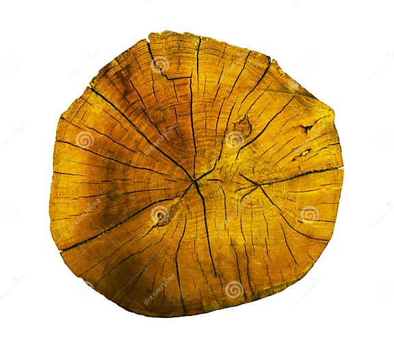 Oak Tree, Round Cut Logs, Isolated on the White Background. Stock Image ...