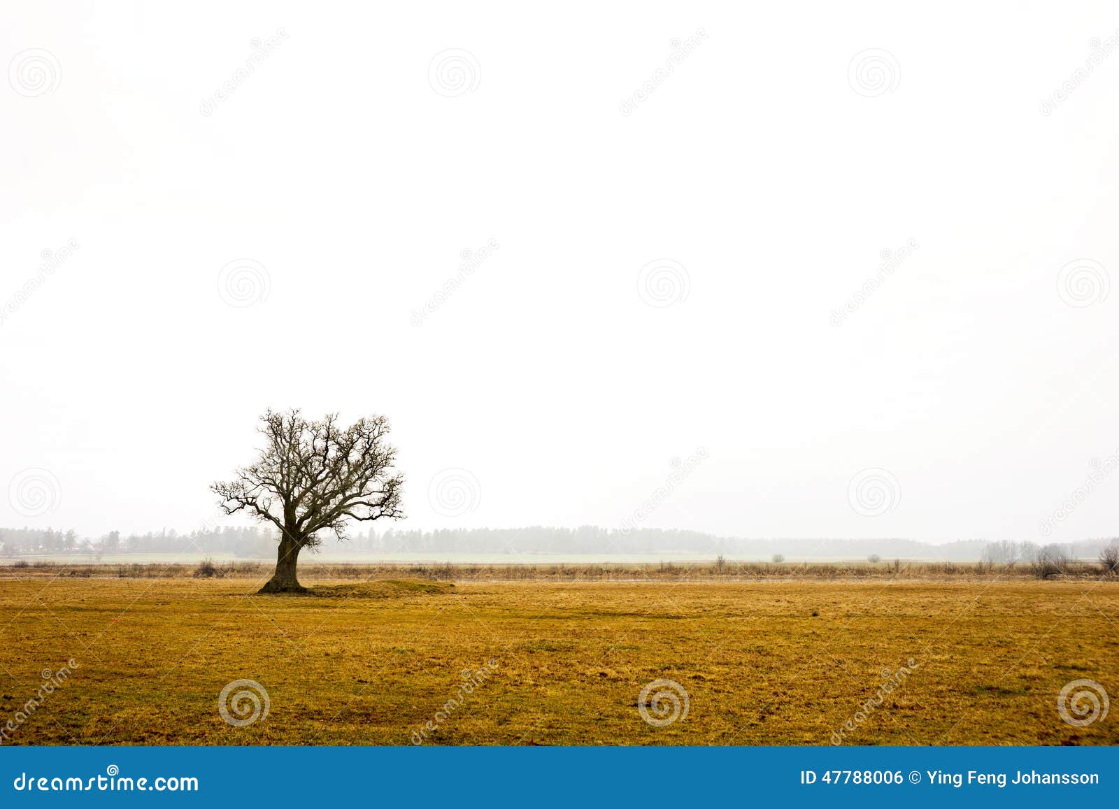 Oak Tree in Rural Landscape Stock Photo - Image of autumn, landsacpe ...
