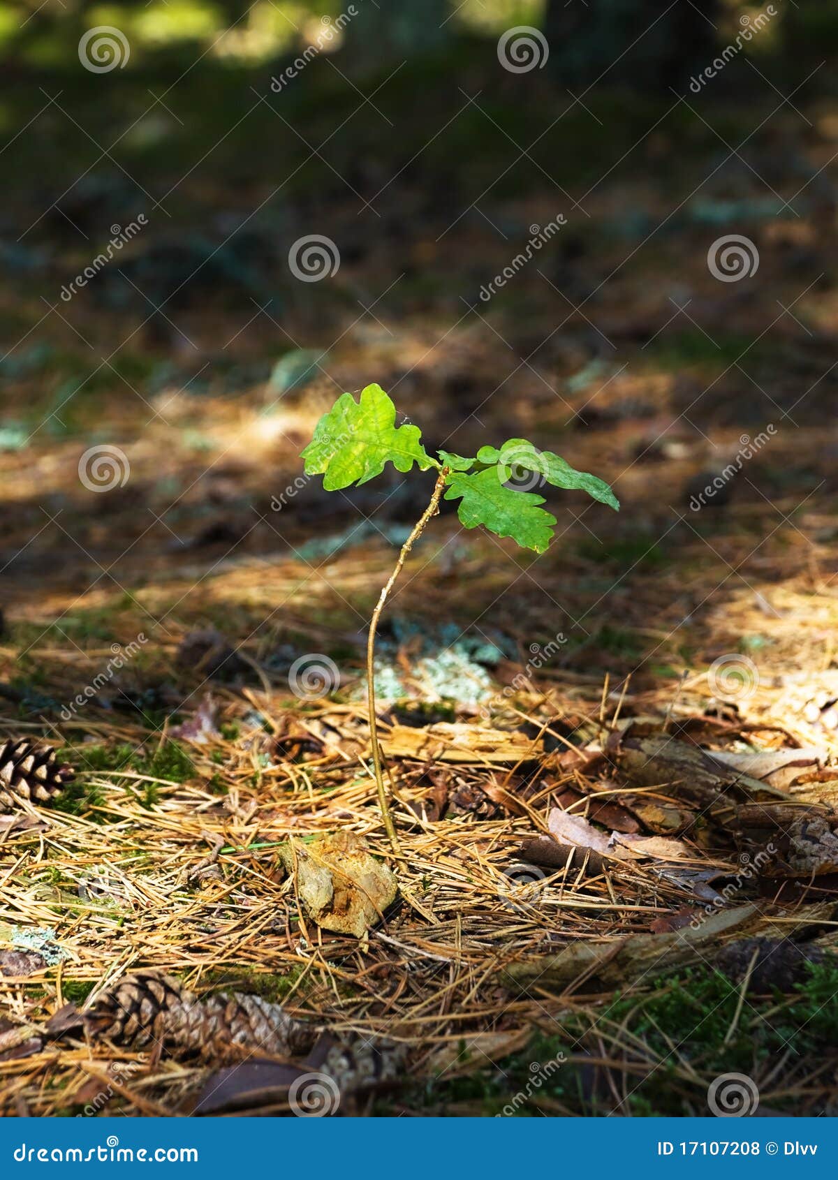 Oak tree sapling stock photo. Image of nature, forest - 17107208