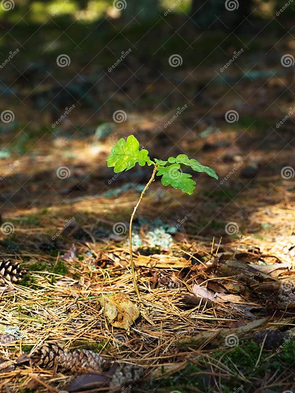 Oak tree sapling stock photo. Image of nature, forest - 17107208