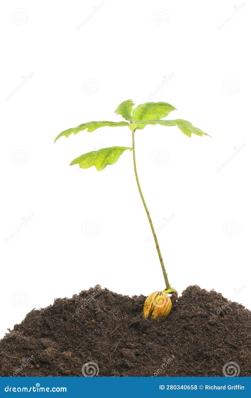 Oak tree sapling stock photo. Image of background, earth - 280340658