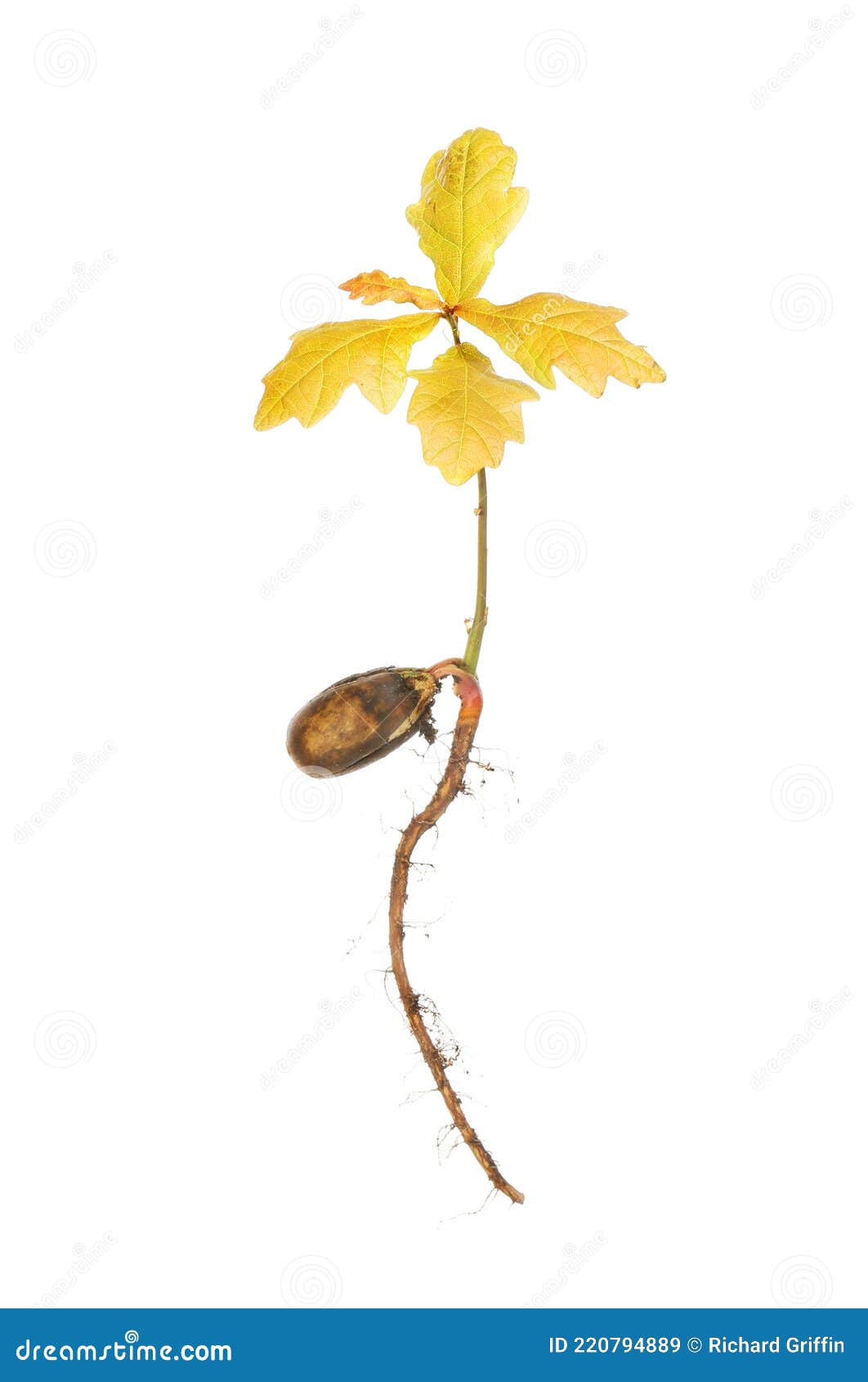 Oak tree sapling stock image. Image of foliage, flora - 220794889