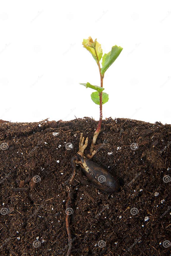Oak Tree Sapling Recently Sprouted from Seed, Seed Still Attached Cross ...