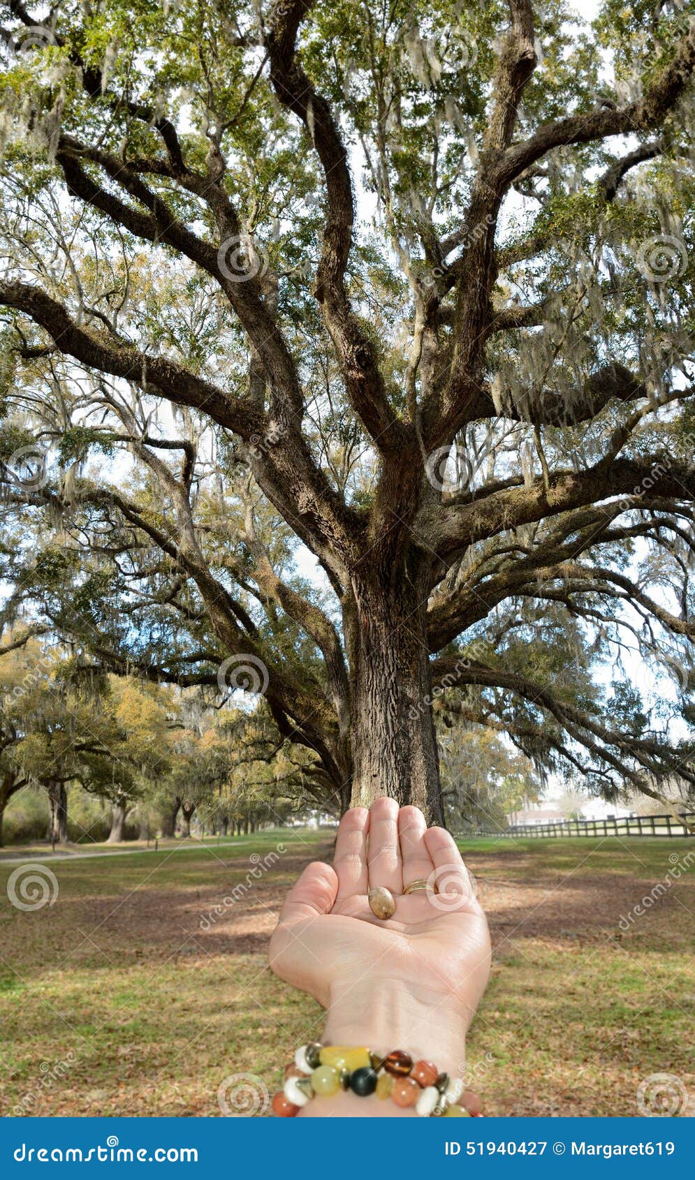 Oak Tree Seed on Female Hand. Stock Image - Image of color, acorn: 51940427
