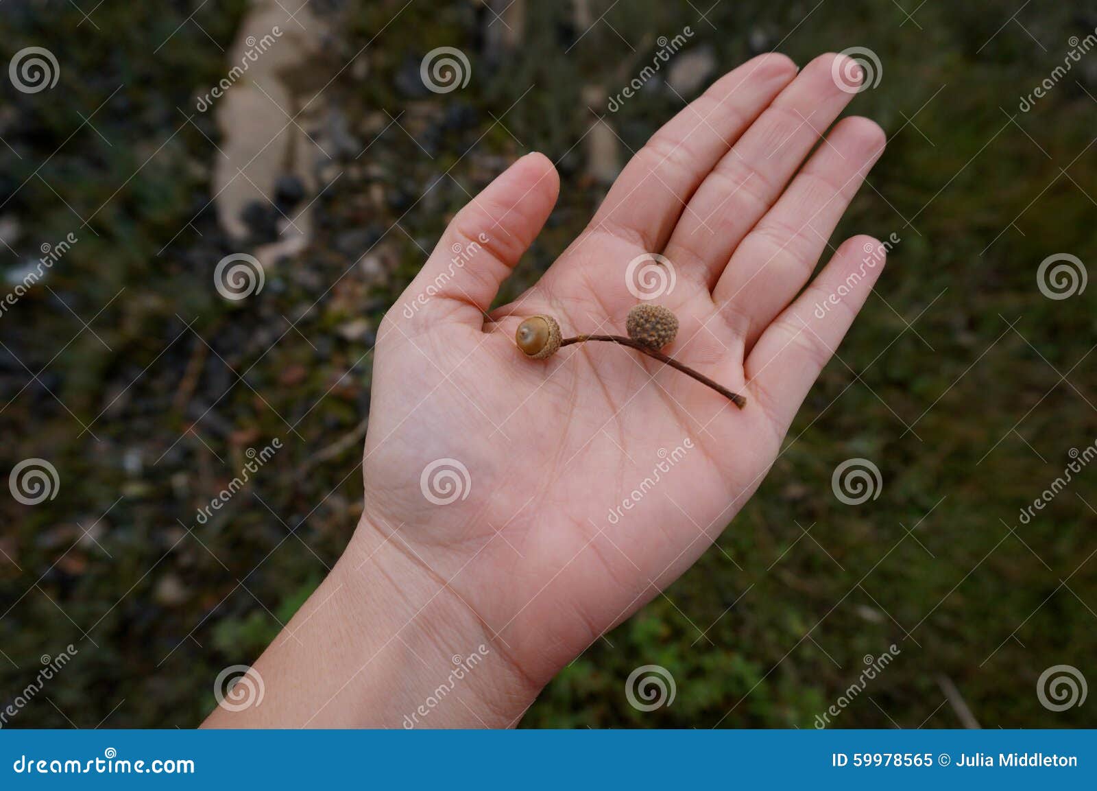 Oak tree seed stock image. Image of forest, hand, ireland - 59978565