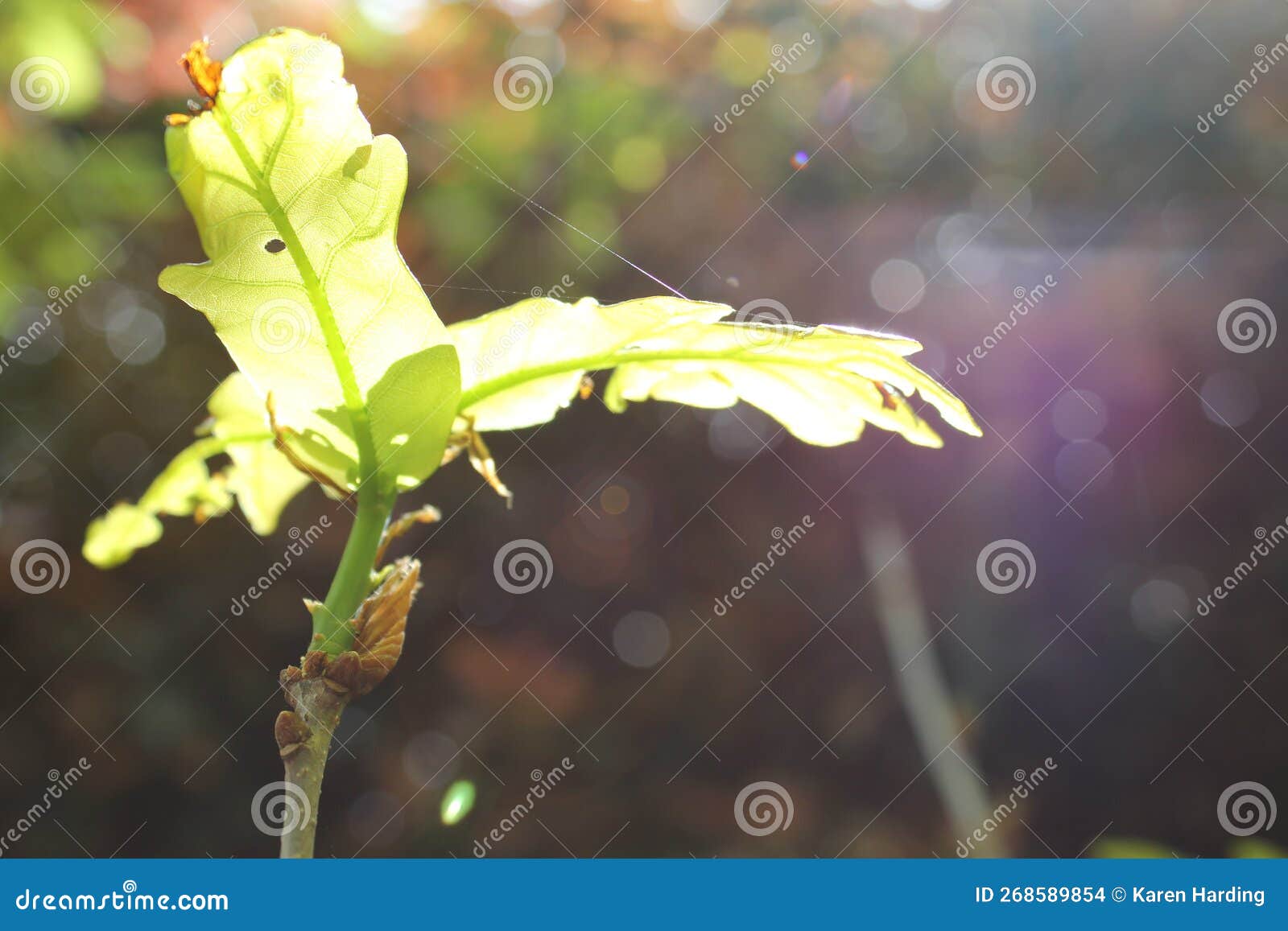 Oak Tree Seedling in Sunlight with Cobweb Stock Photo - Image of grass ...