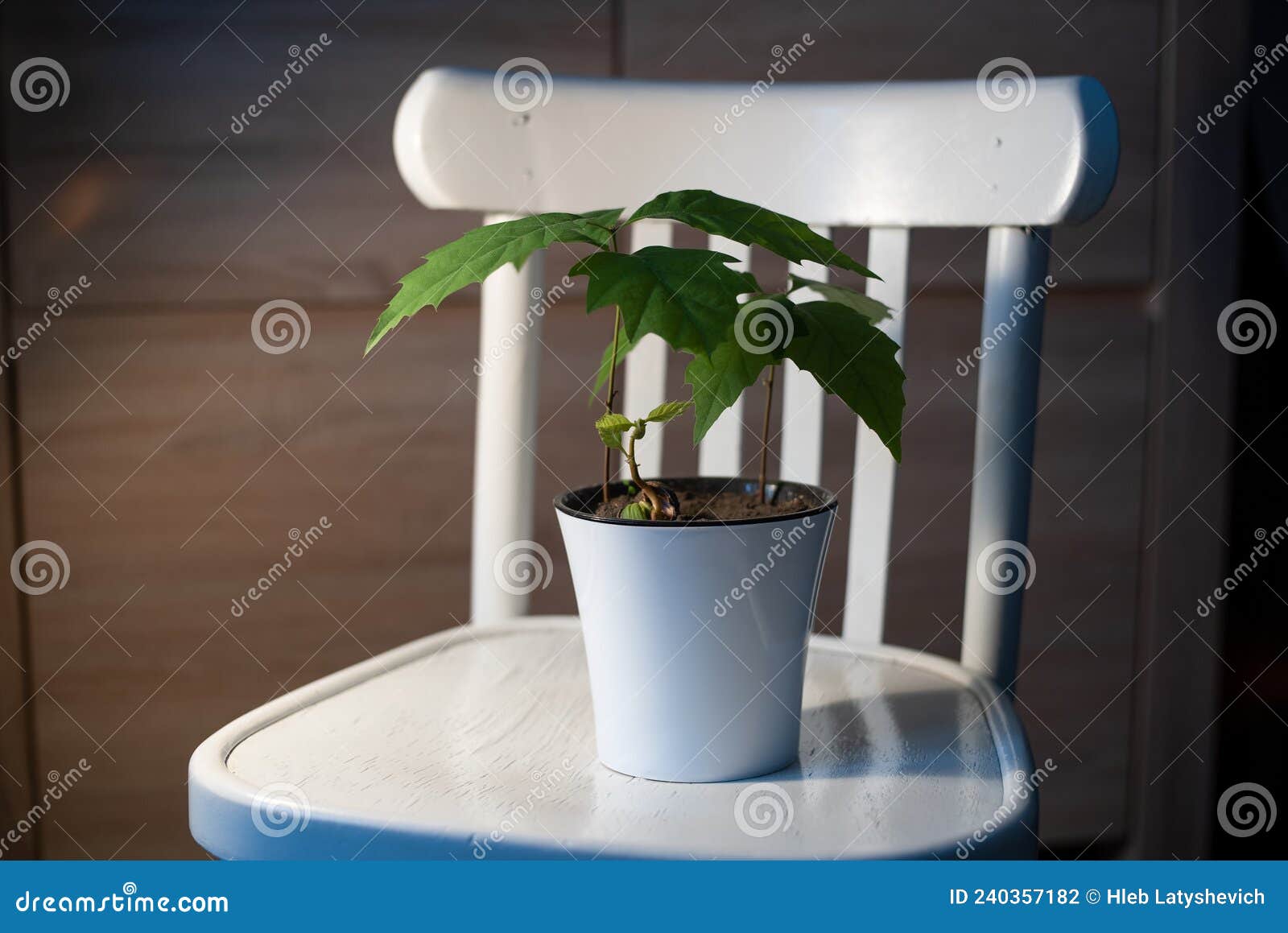 Oak Tree Seedlings in a White Pot Stock Photo - Image of design, color ...