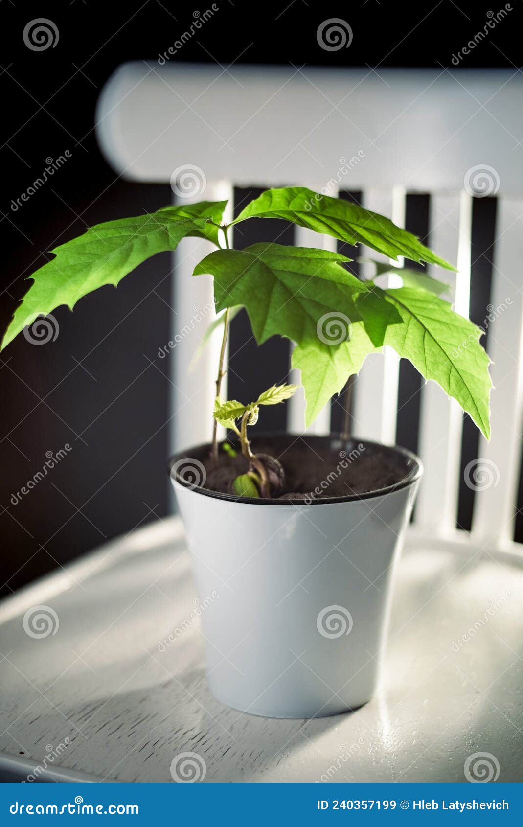 Oak Tree Seedlings in a White Pot Stock Image - Image of modern ...