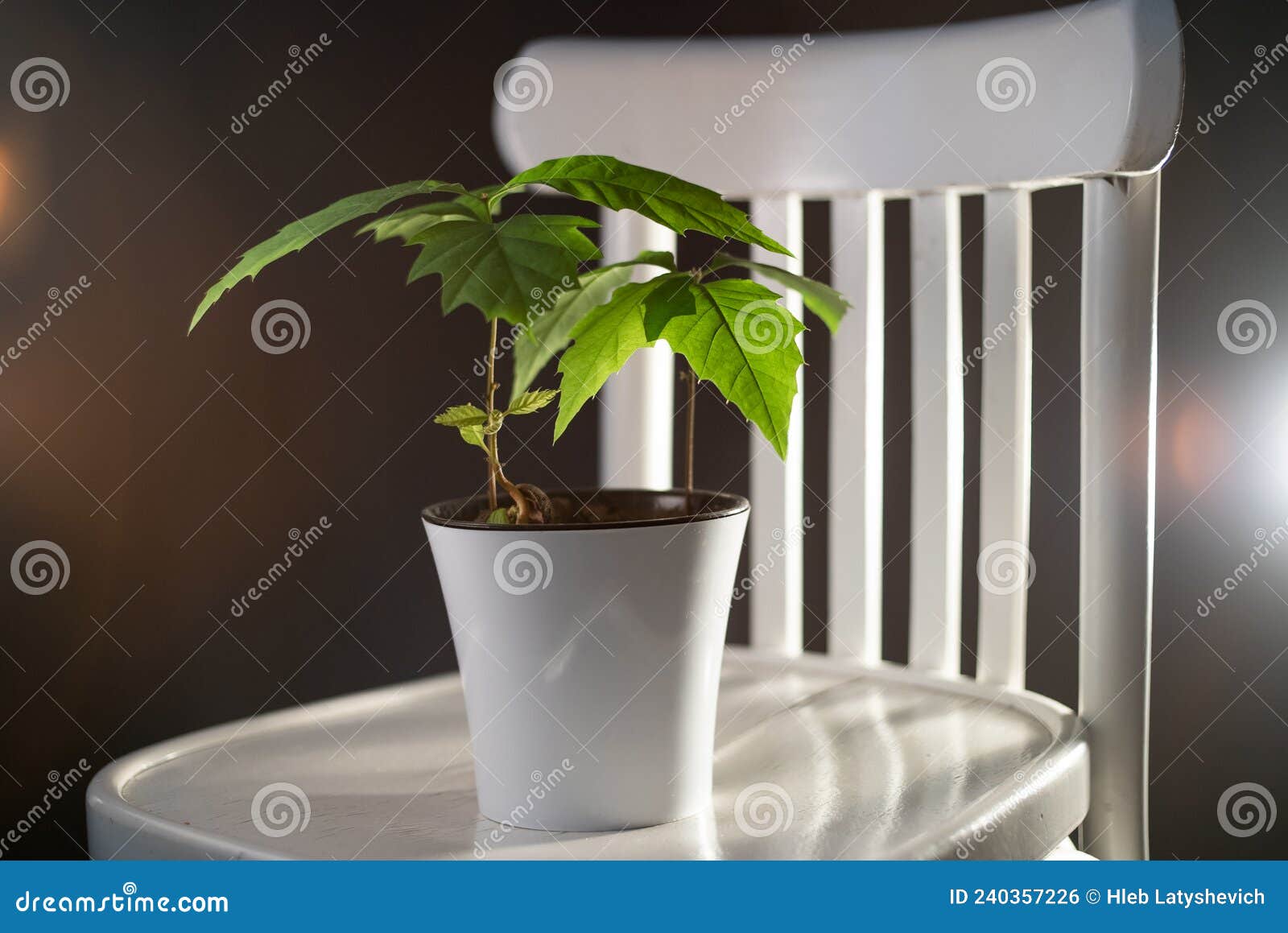 Oak Tree Seedlings in a White Pot Stock Photo - Image of pots, plant ...