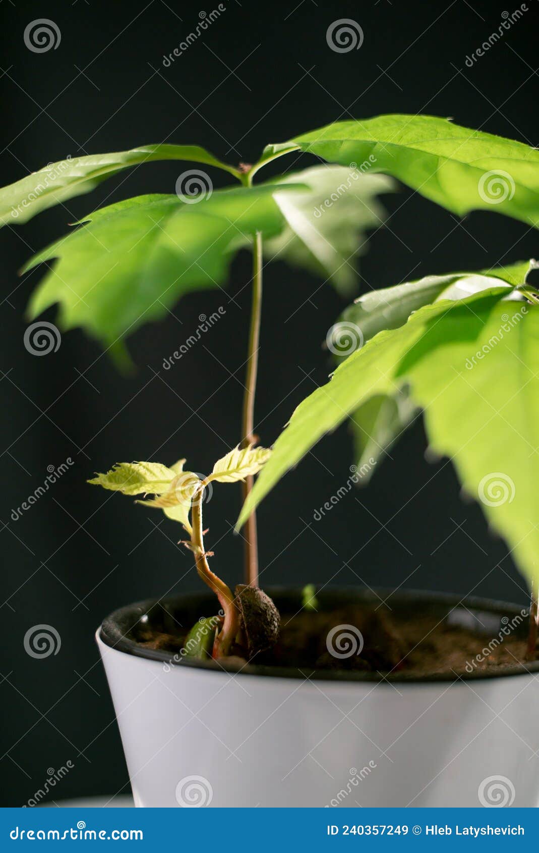 Oak Tree Seedlings in a White Pot Stock Image - Image of oaks, potted ...