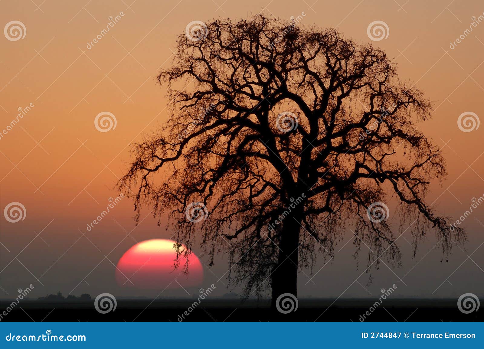 Oak Tree and Setting Sun stock image. Image of evening - 2744847