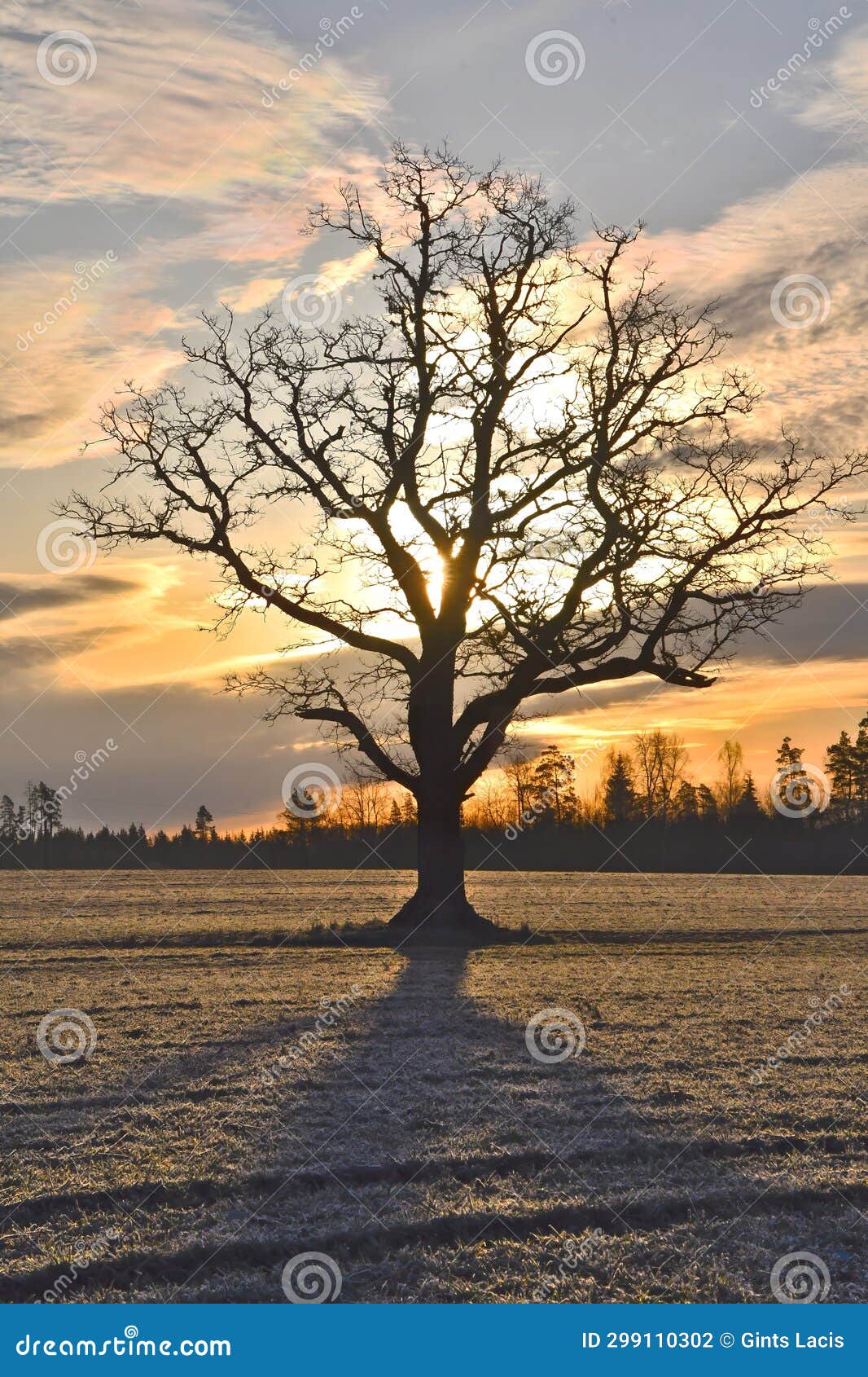 An Oak Tree with a Shadow in the Field and a Beautiful Sky with Clouds ...