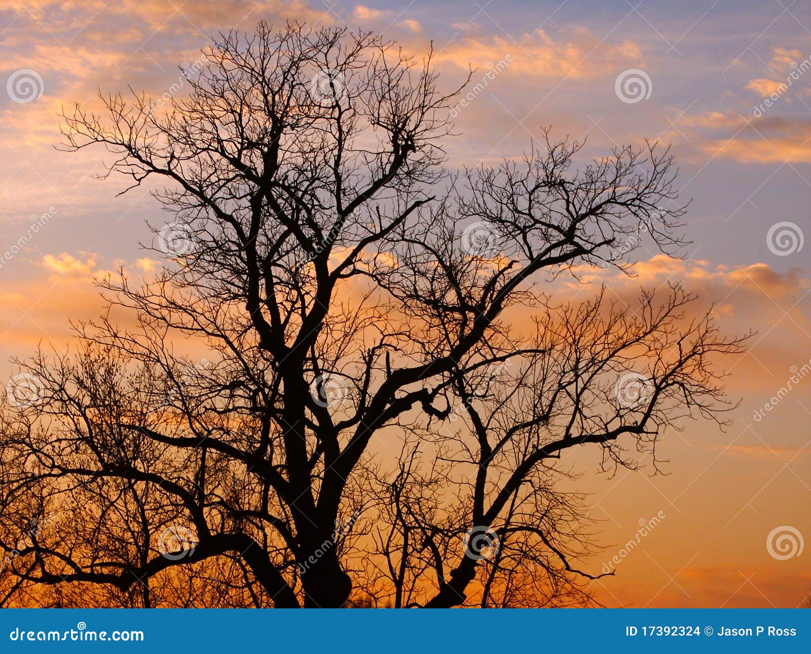 Oak Tree Silhouette stock photo. Image of oaks, intense - 17392324