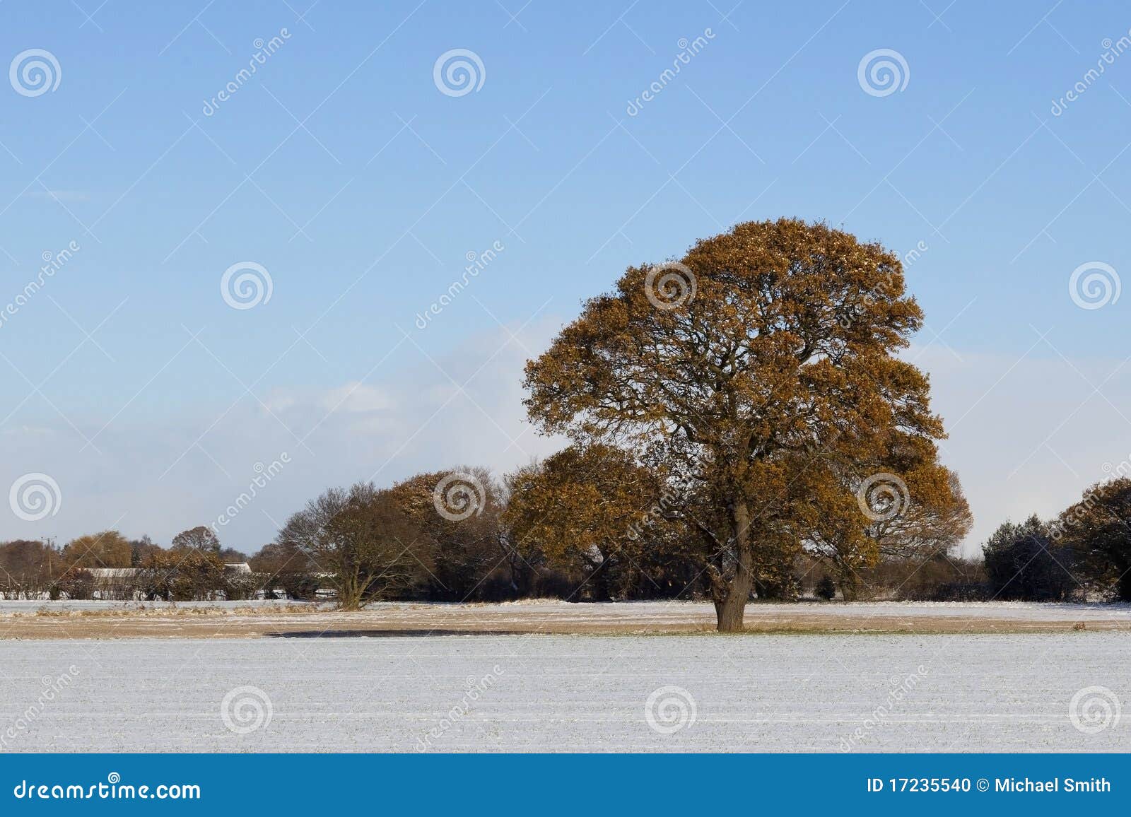 Oak tree in the snow stock photo. Image of snow, yorkshire - 17235540