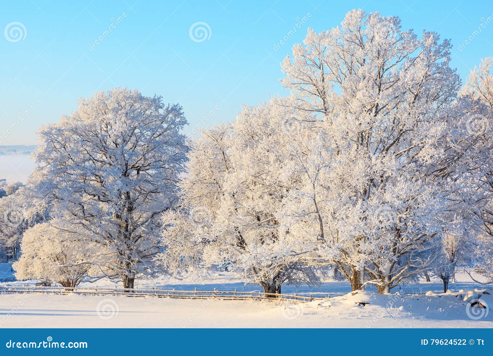 Oak Tree in Snowy Landscape Stock Photo - Image of country, cloudless ...