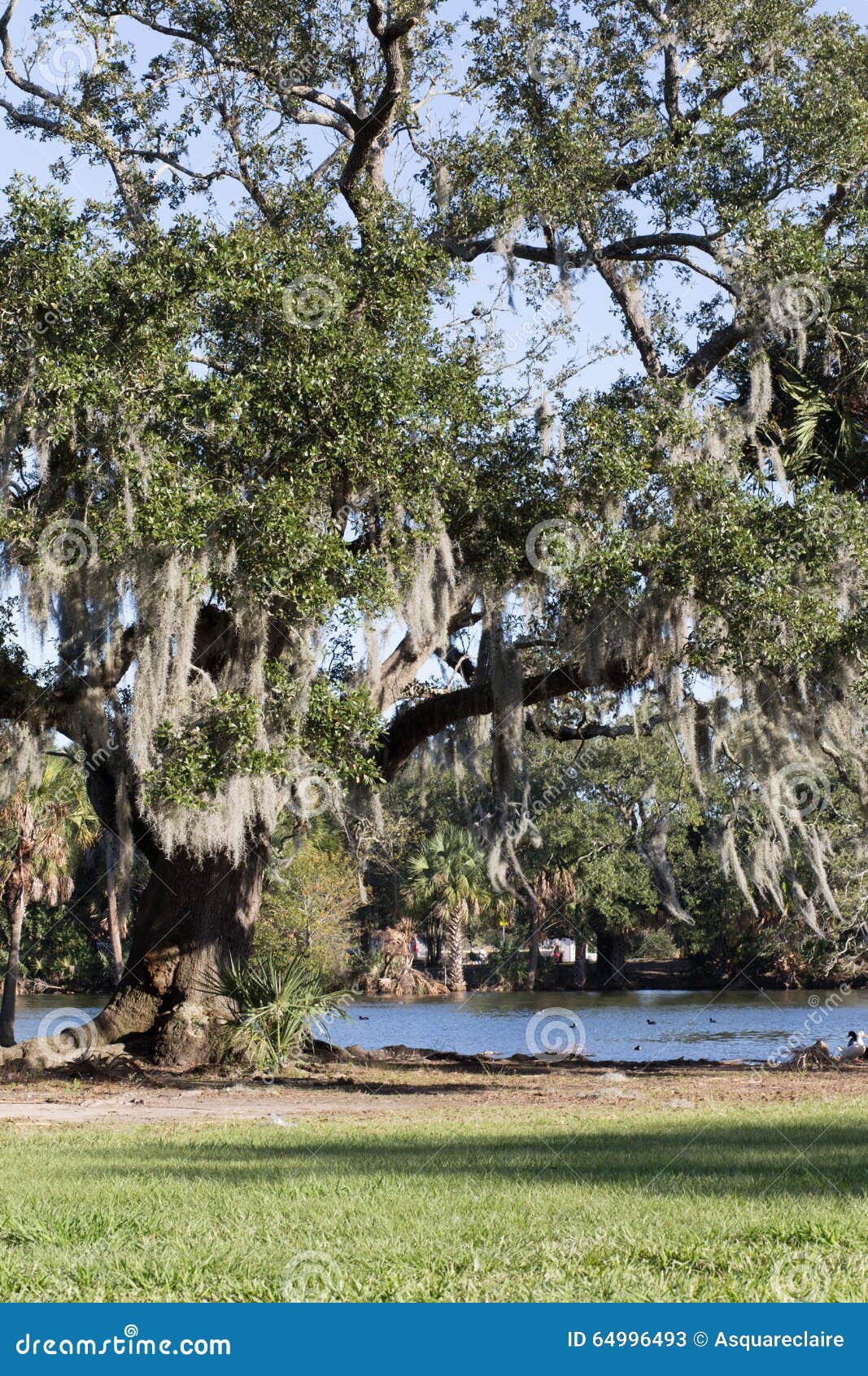 Oak Tree with Spanish Moss at Pond Stock Image - Image of pond, orleans ...