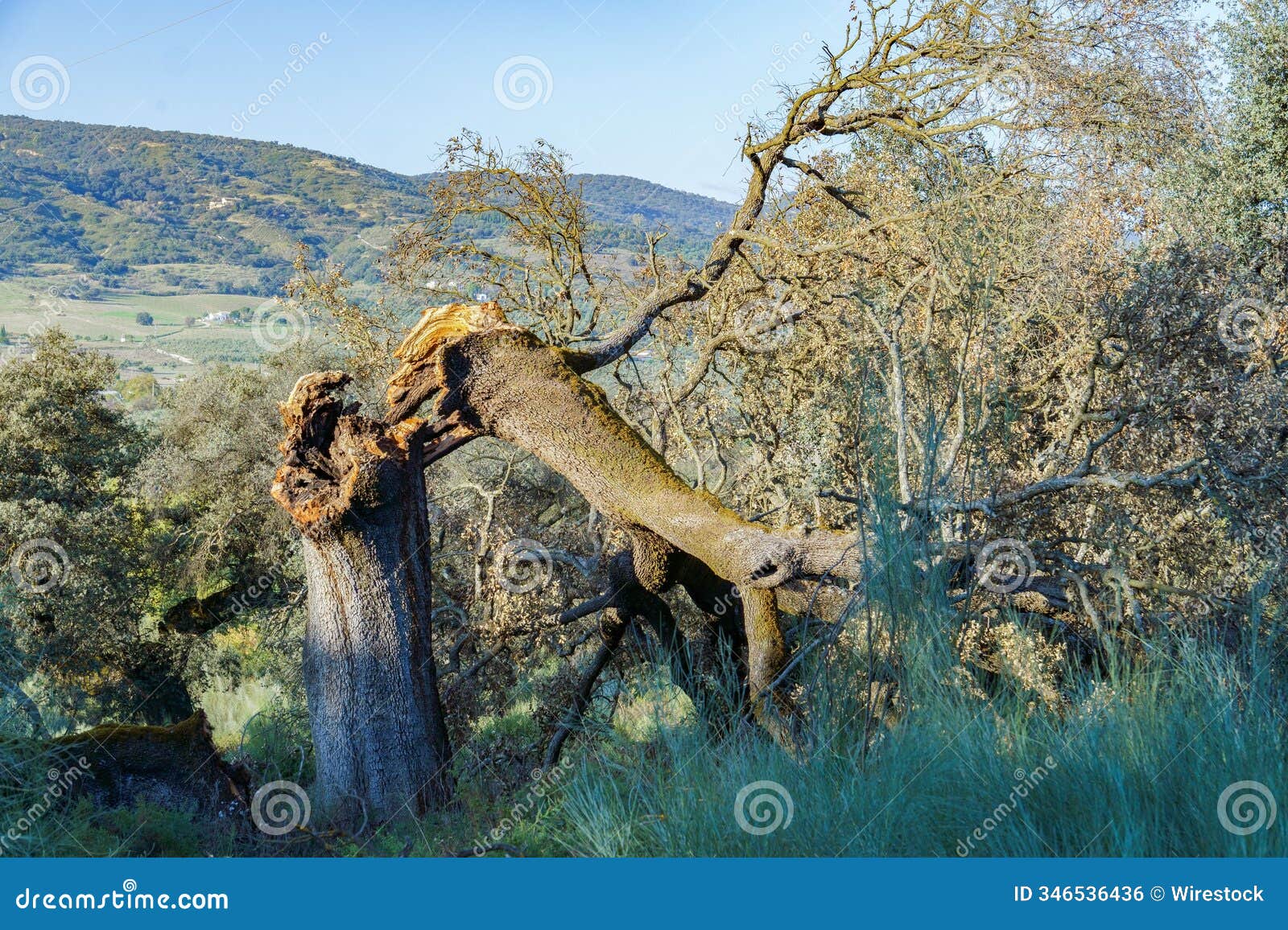 Oak Tree Split by Lightning during a Thunderstorm Stock Photo - Image ...