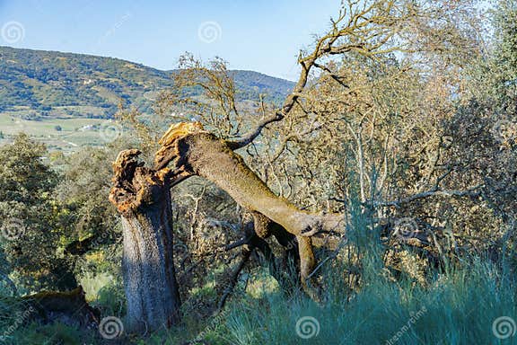 Oak Tree Split by Lightning during a Thunderstorm Stock Photo - Image ...