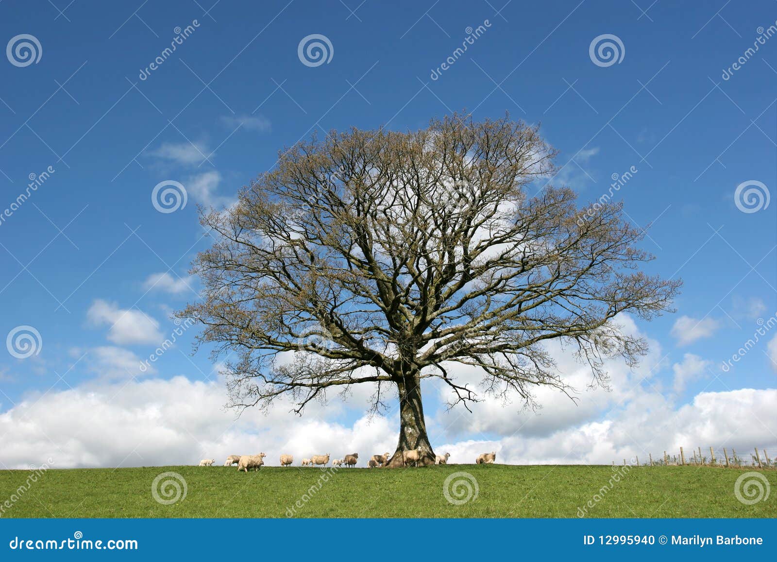 Oak Tree in Spring stock photo. Image of tranquil, tree - 12995940