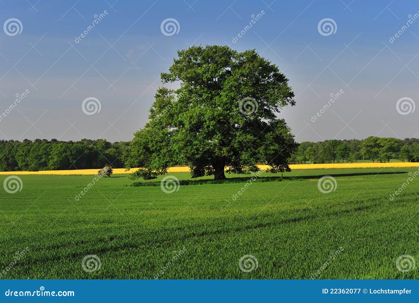 Oak tree in spring stock image. Image of green, blue - 22362077