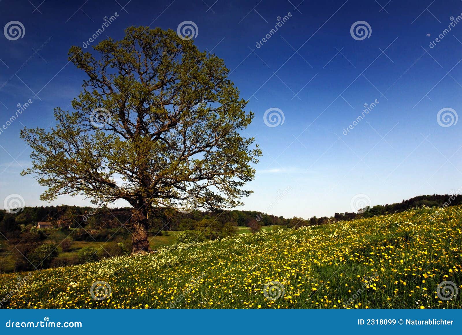 Oak Tree in Spring stock image. Image of wildflowers, landscape - 2318099