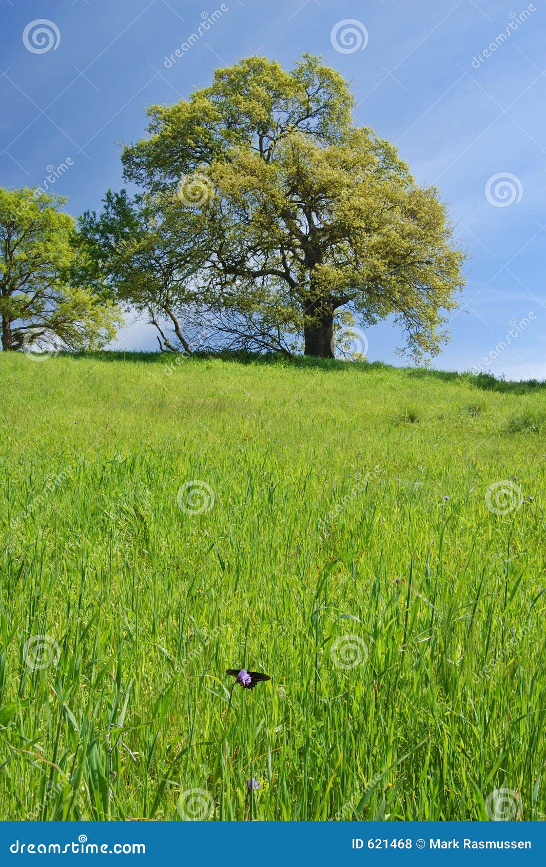 Oak Tree in spring stock photo. Image of grass, blue, spring - 621468