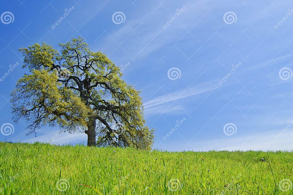 Oak Tree in spring stock image. Image of tree, blue, scenic - 621535