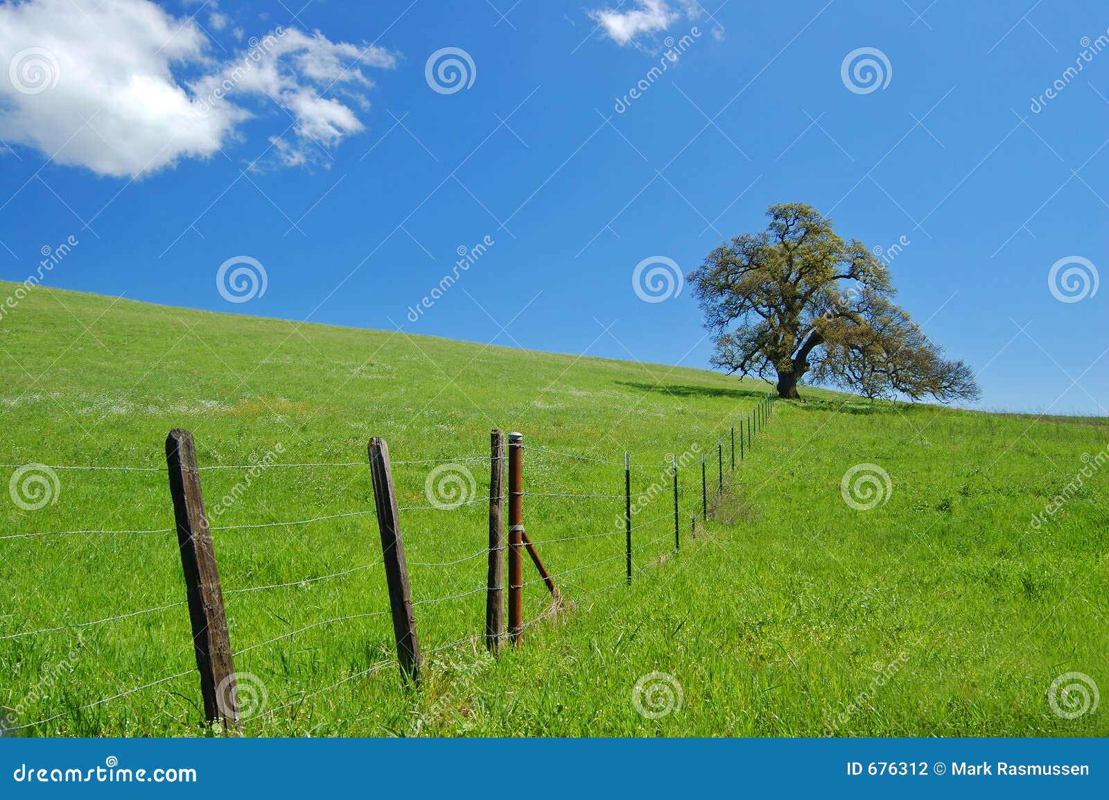 Oak tree in spring stock photo. Image of northern, sierra - 676312