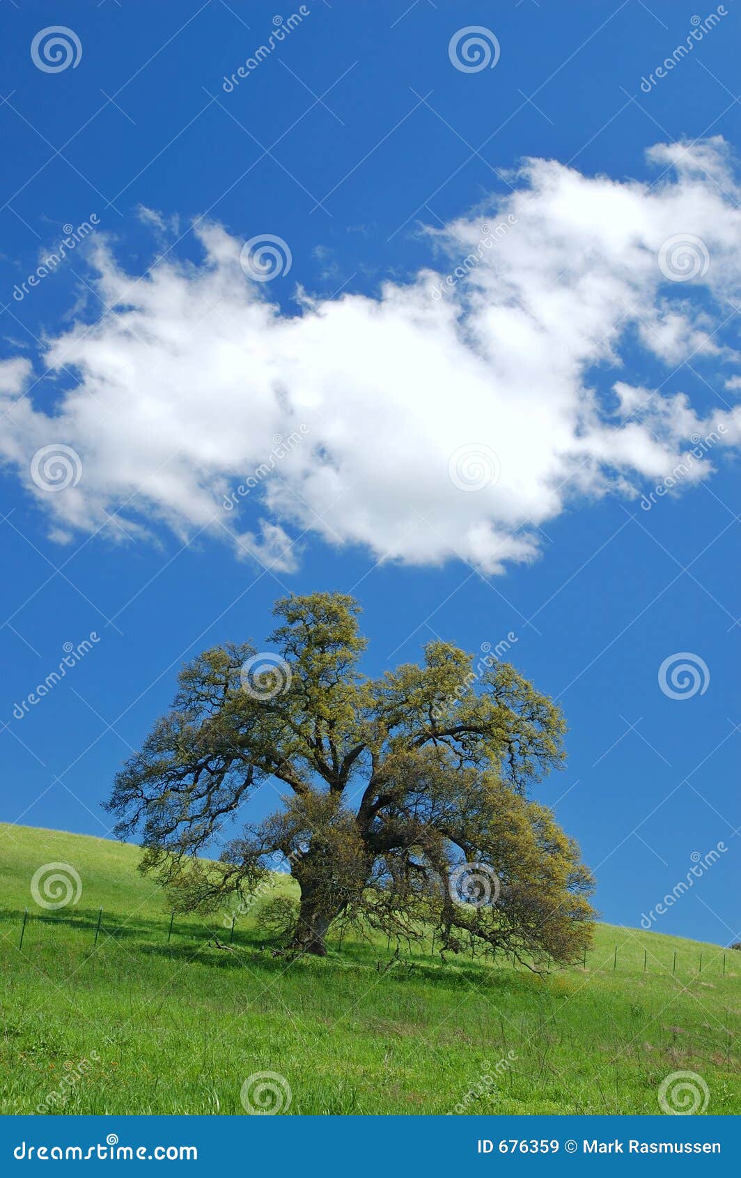 Oak tree in spring stock image. Image of springtime, contry - 676359