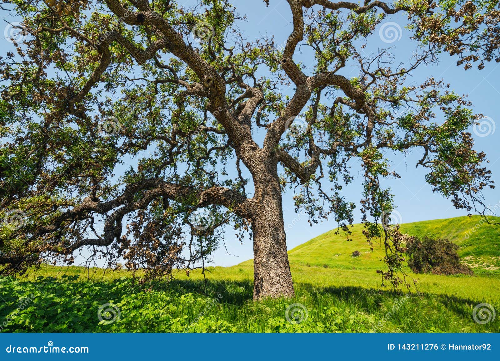 Oak tree in Spring stock photo. Image of beautiful, fresh - 143211276