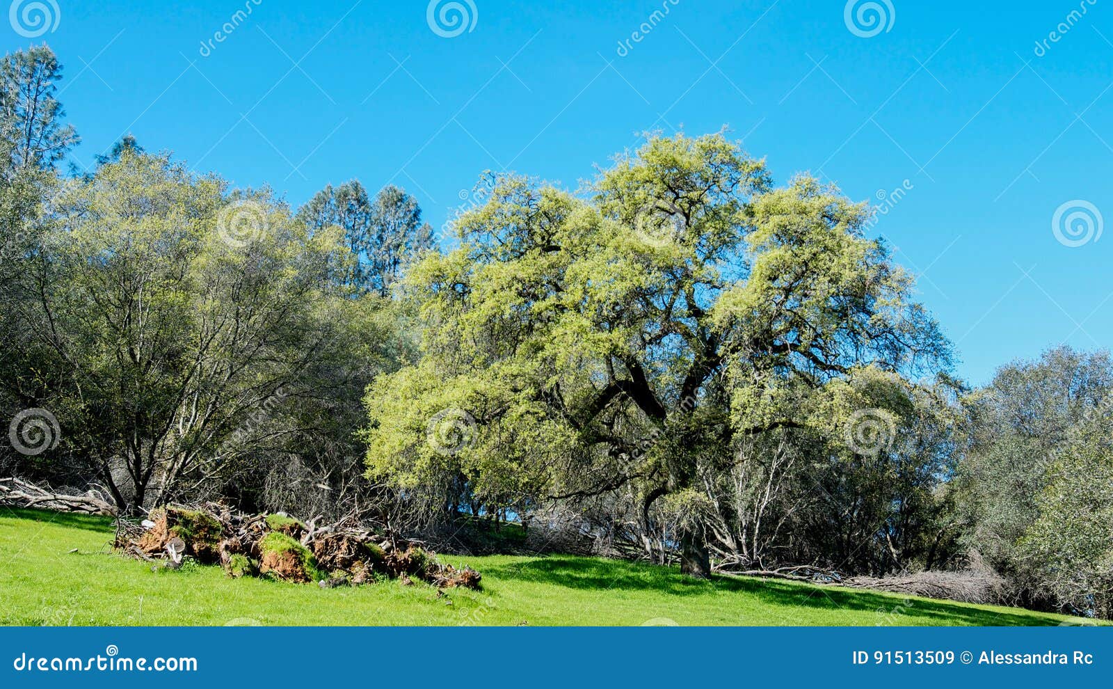 Oak tree in spring stock image. Image of natural, blooming - 91513509