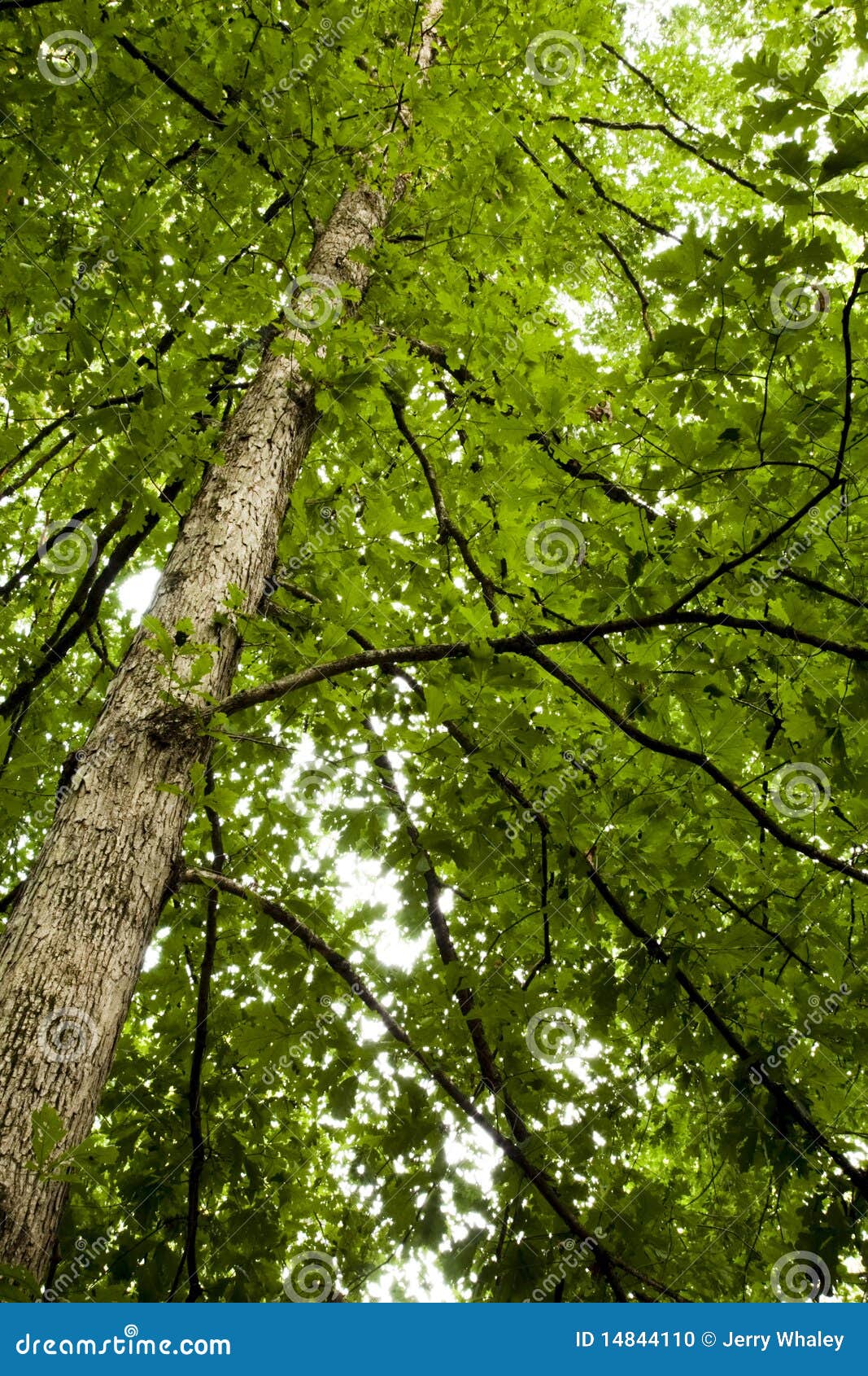 Oak Tree, Spring Foliage stock photo. Image of forest - 14844110