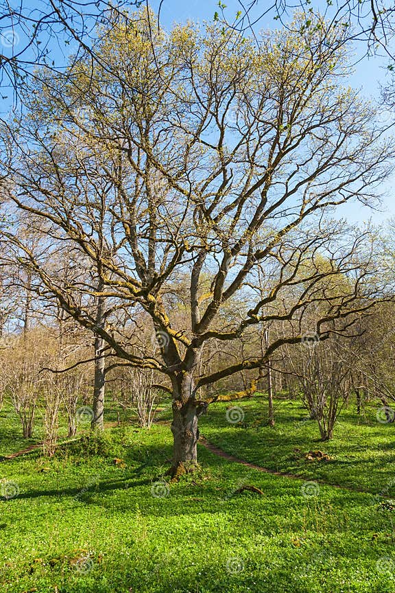 Oak tree at spring stock image. Image of pasture, side - 51997857