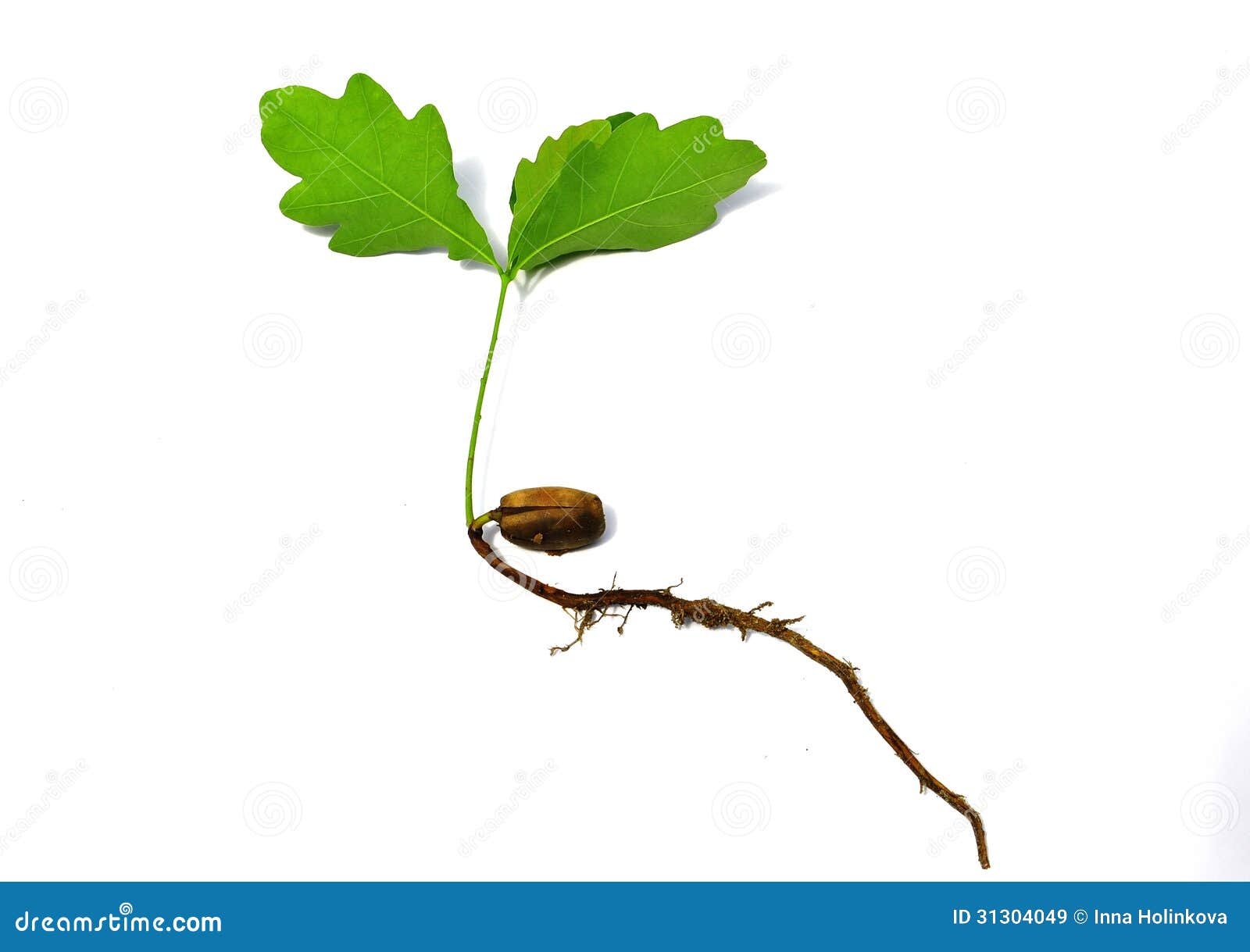 An oak tree stock image. Image of isolated, life, agriculture - 31304049